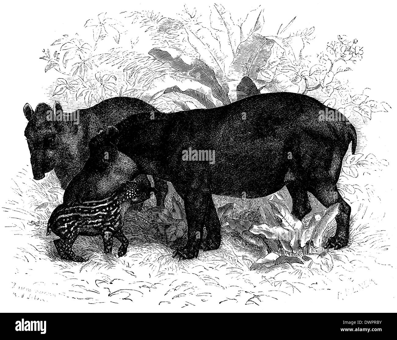 Tapir Black and White Stock Photos & Images - Alamy