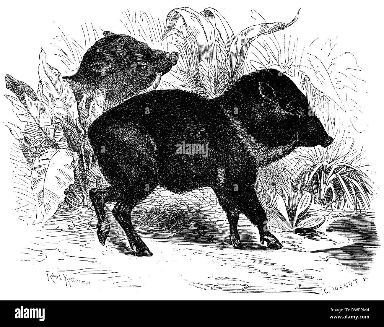 Peccary drawing hi-res stock photography and images - Alamy