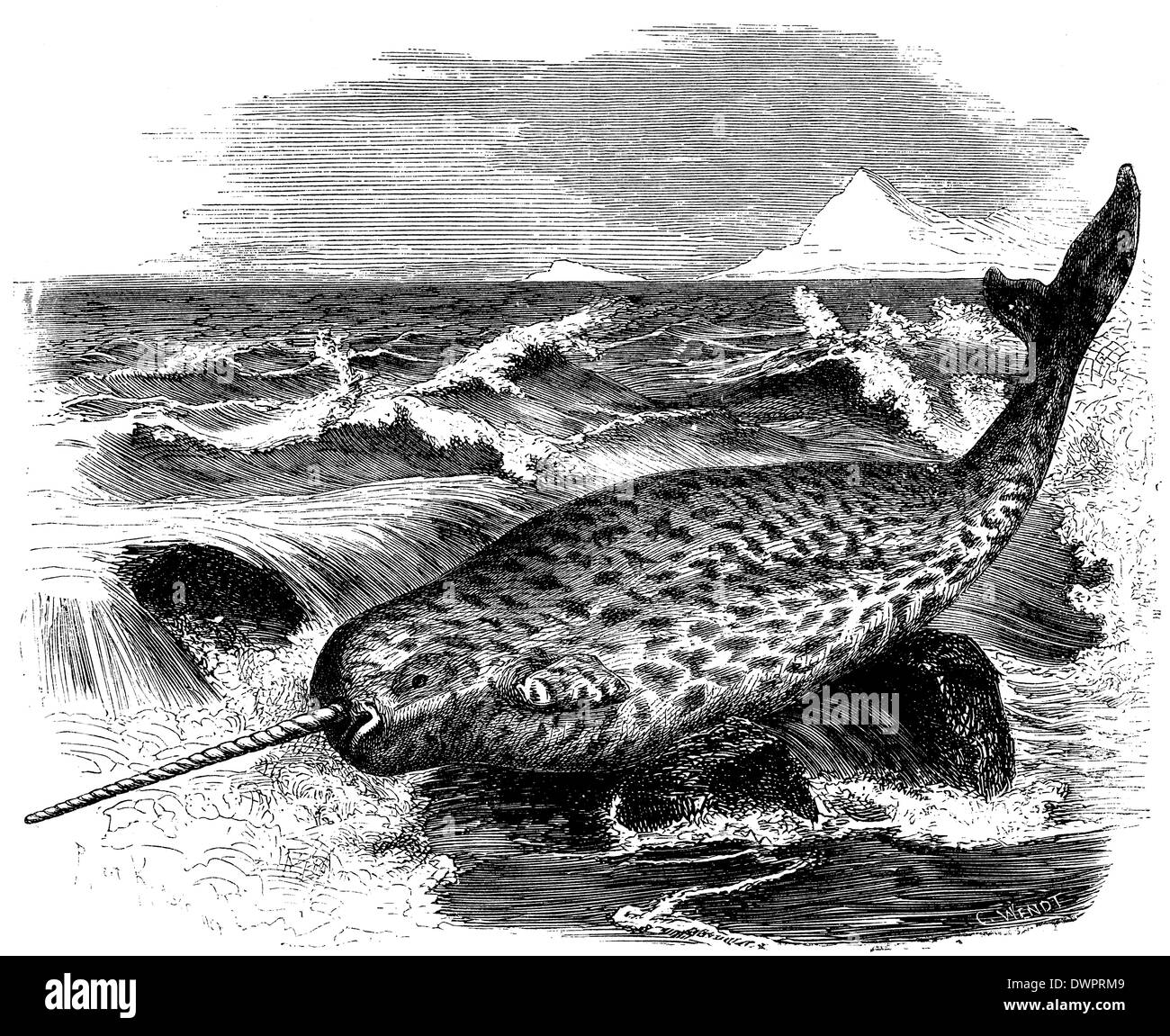 Narwhal hi-res stock photography and images - Alamy