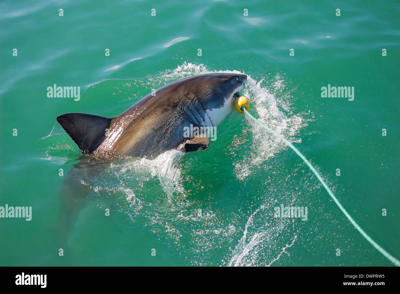 A Great White Shark biting a decoy and bait in the ocean Stock Photo ...