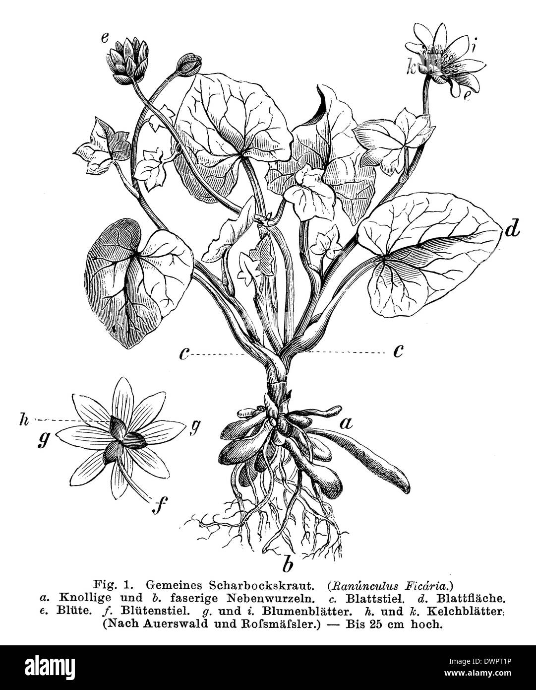 Botanical illustration celandine Cut Out Stock Images & Pictures - Alamy