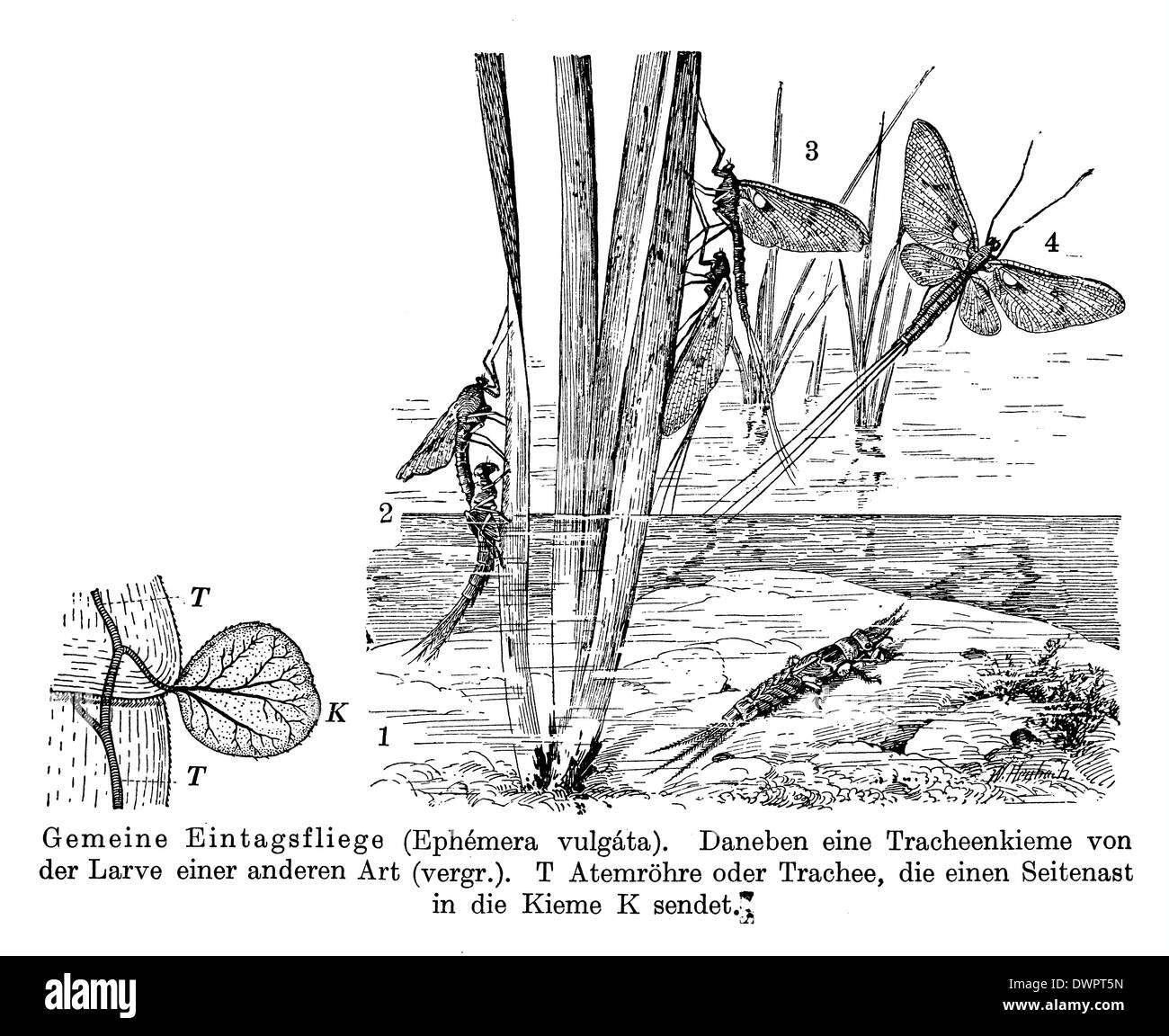 Mayfly ephemera insects hi-res stock photography and images - Alamy