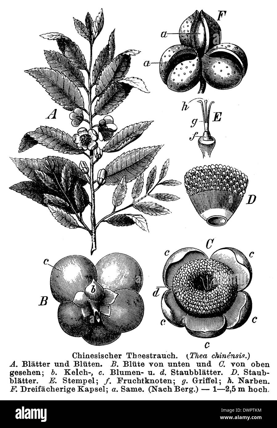 Chinese tea shrub hi-res stock photography and images - Alamy