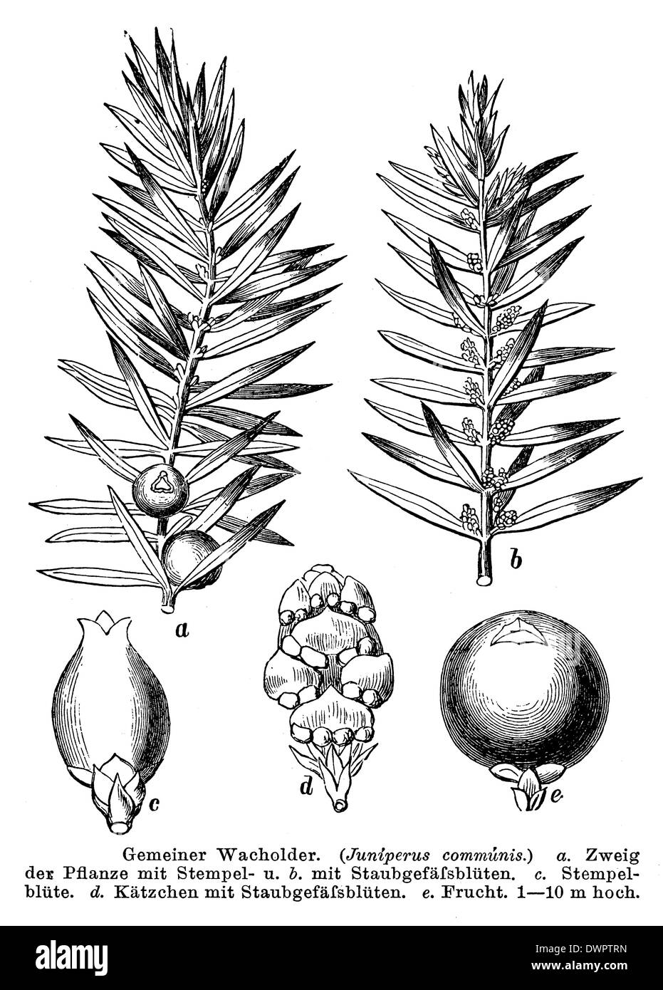 Botanical illustration juniper hi-res stock photography and images - Alamy