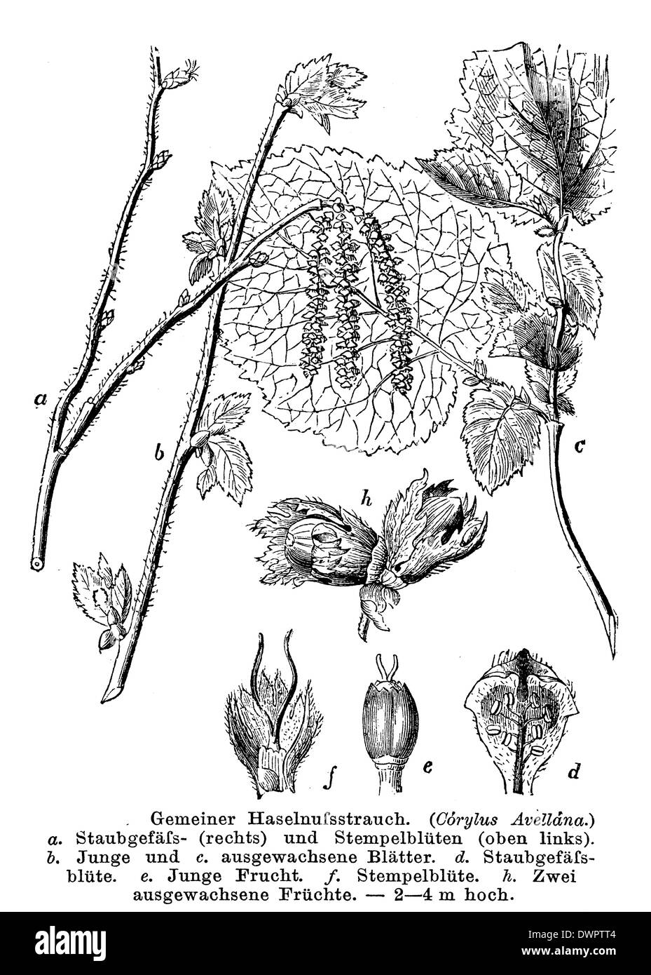 Hazel botanical illustration hi-res stock photography and images - Alamy