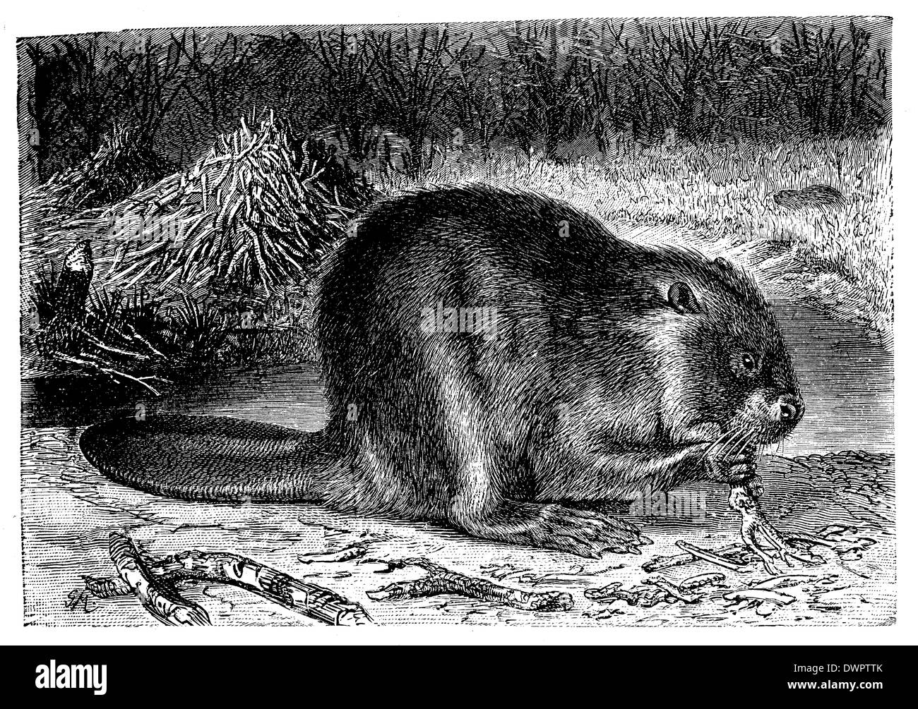 Beaver illustration old hi-res stock photography and images - Alamy