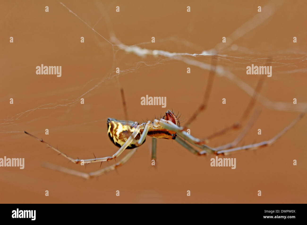 Money spider linyphiidae web hi-res stock photography and images - Alamy