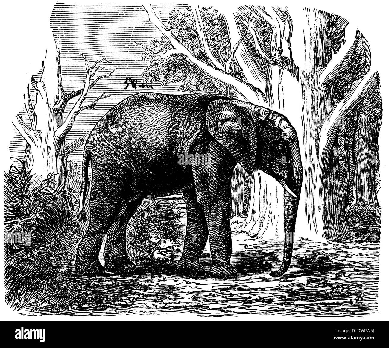Loxodon hi-res stock photography and images - Alamy