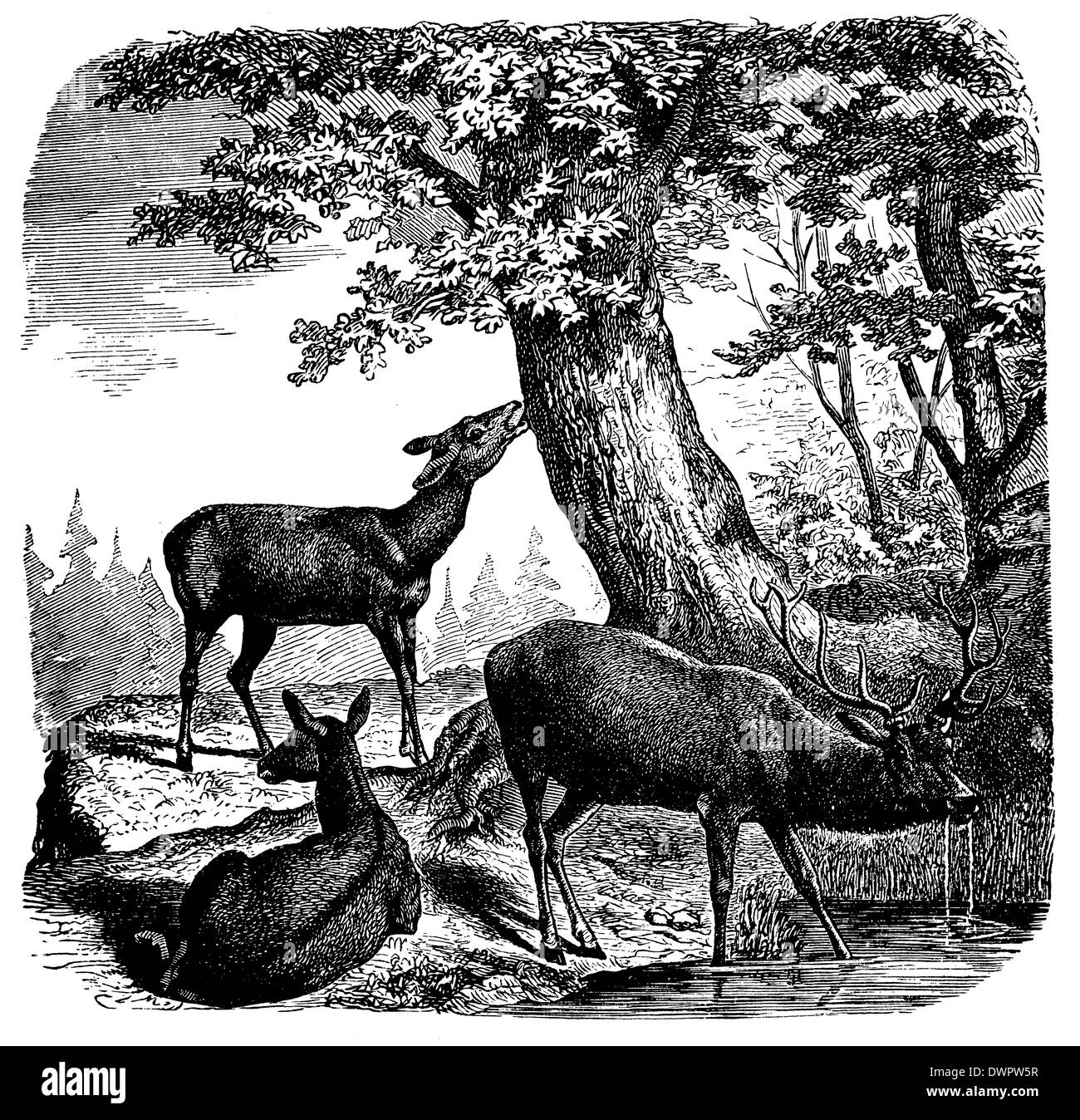Vintage drawing deer hi-res stock photography and images - Alamy