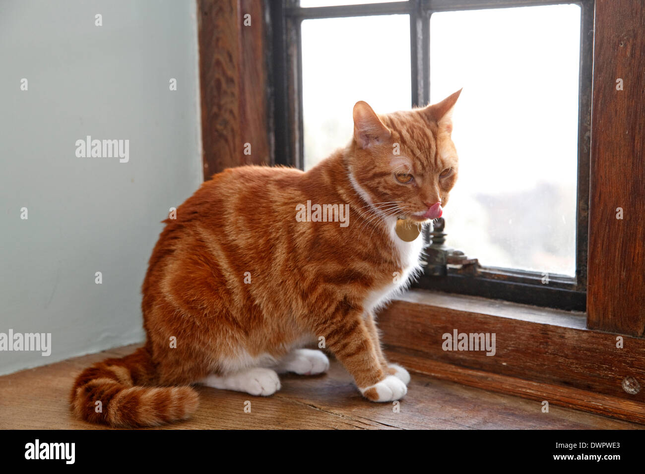 Westerham,UK,12th March 2014,Jock VI licks his lips in his new home ...