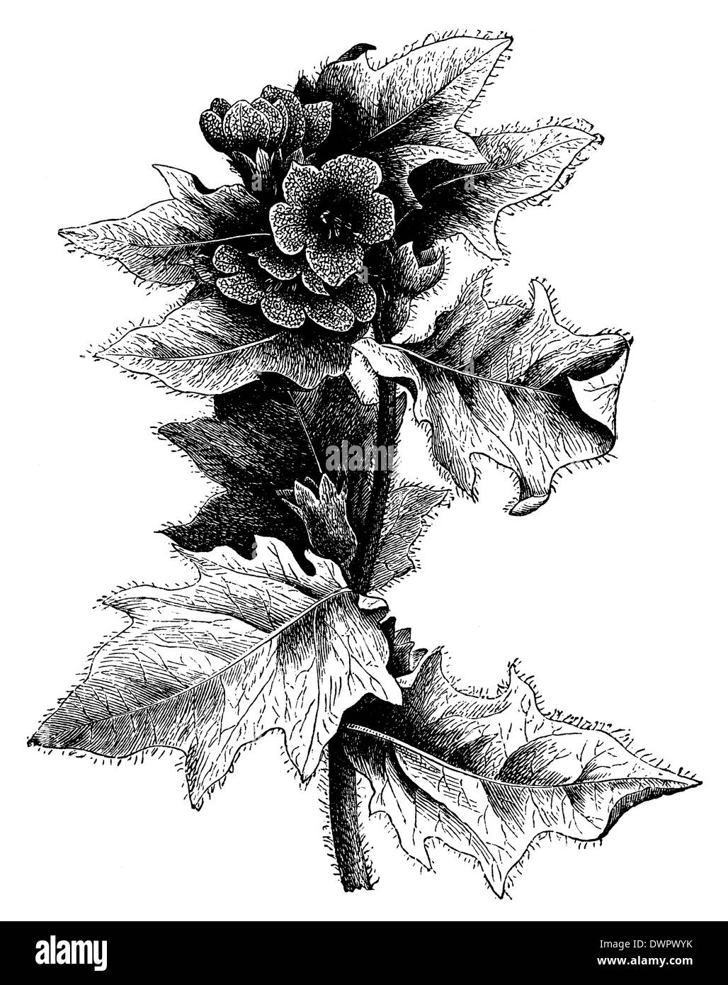 Drawing of henbane hi-res stock photography and images - Alamy