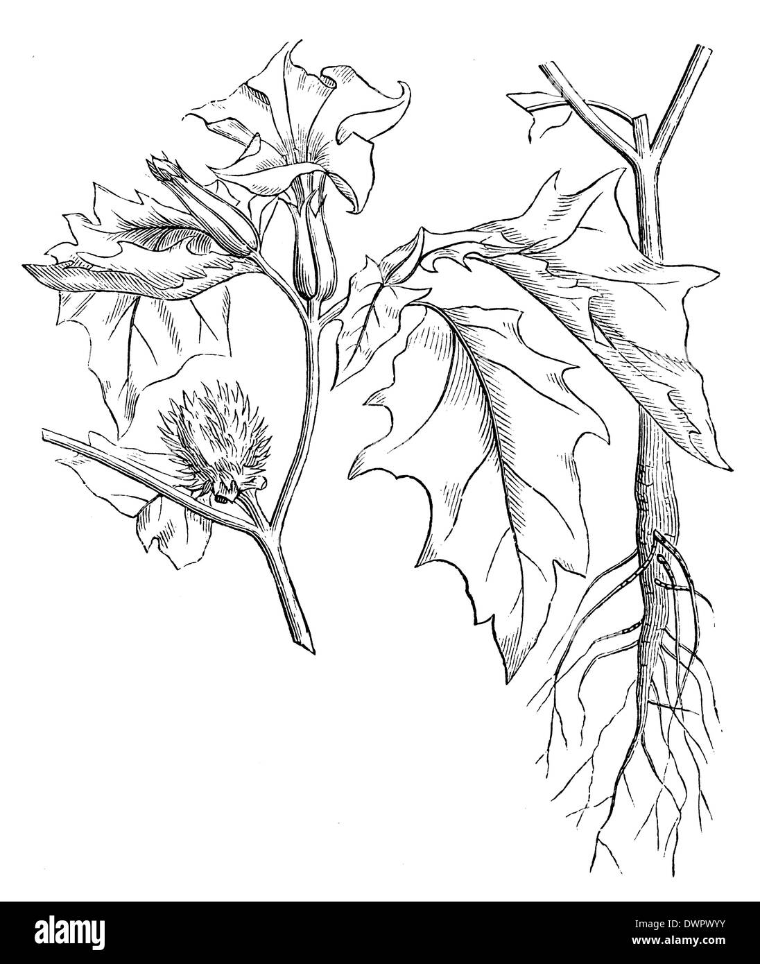 Botanical illustration of datura stramonium hi-res stock photography ...