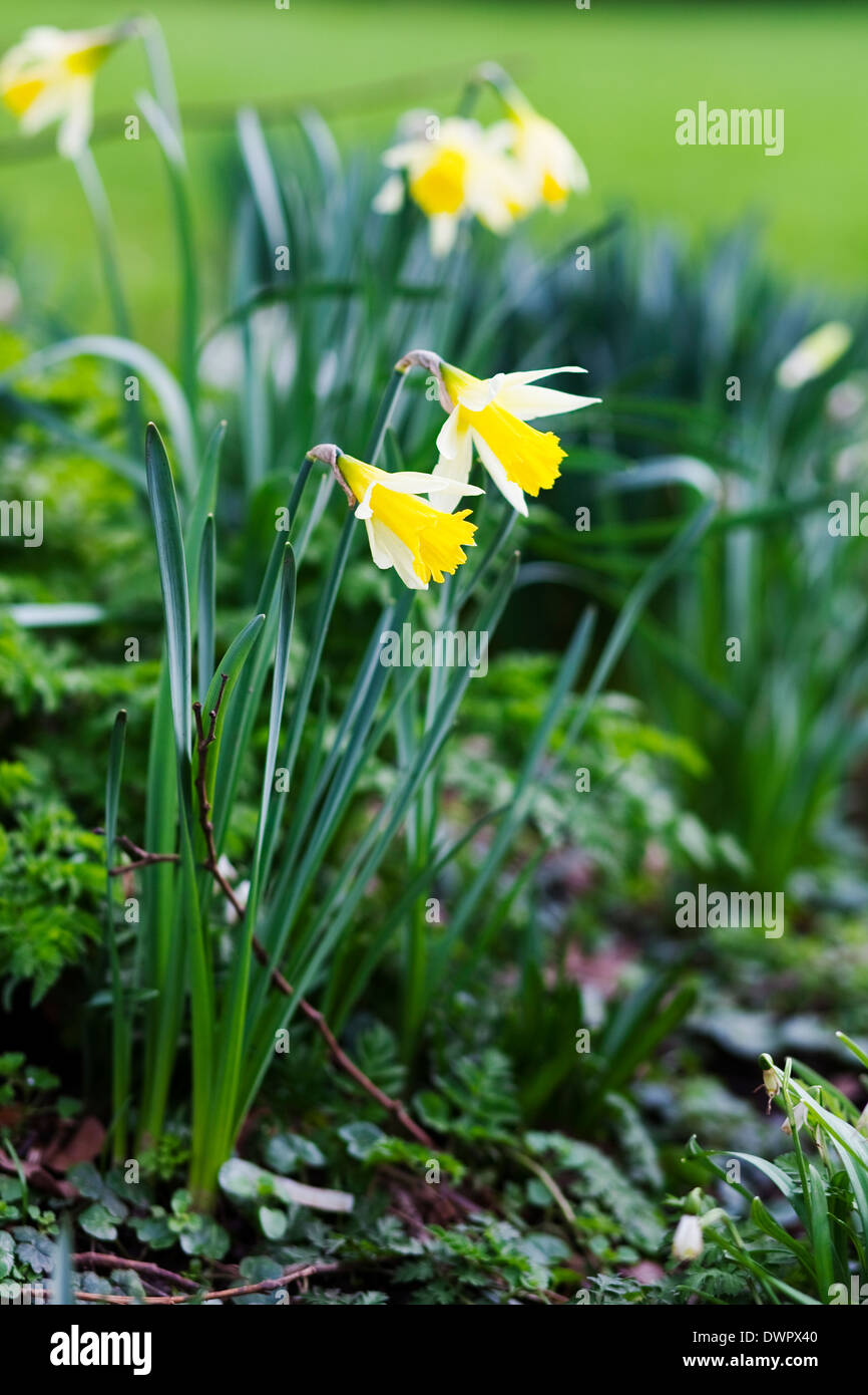 Daffodils in an English garden Stock Photo - Alamy