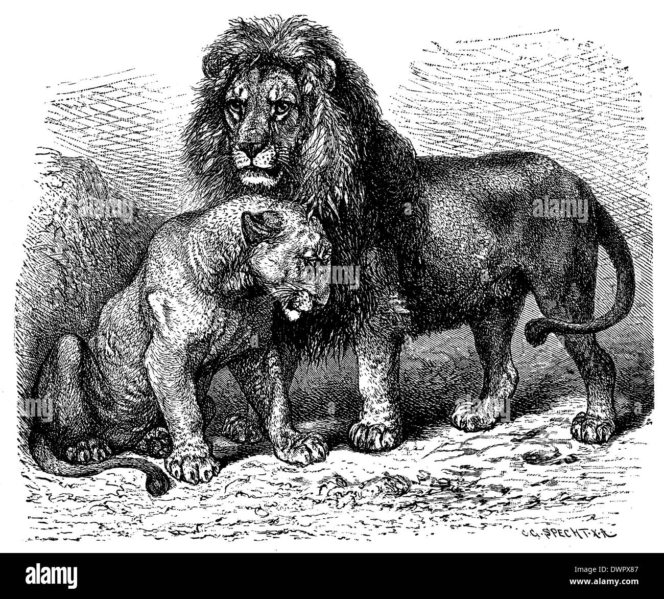 Felis leo lion hi-res stock photography and images - Alamy