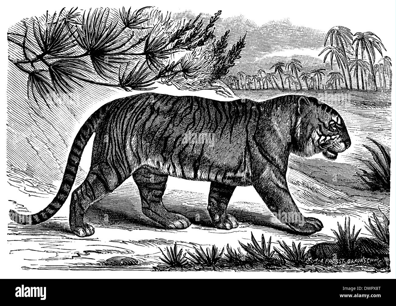 Tiger engraving hi-res stock photography and images - Alamy