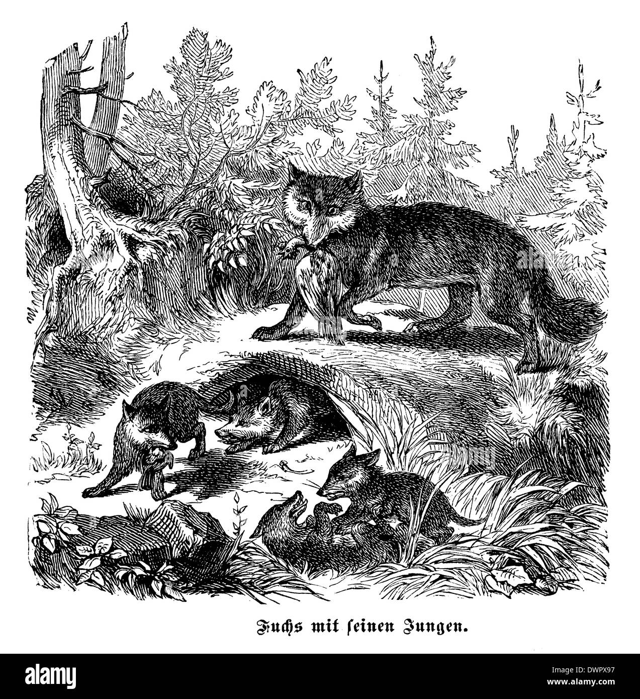 Fox figure Cut Out Stock Images & Pictures - Alamy