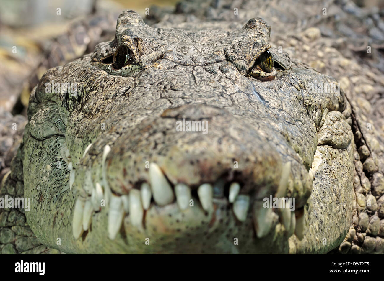 Nile Crocodile or Common Crocodile (Crocodylus niloticus Stock Photo ...
