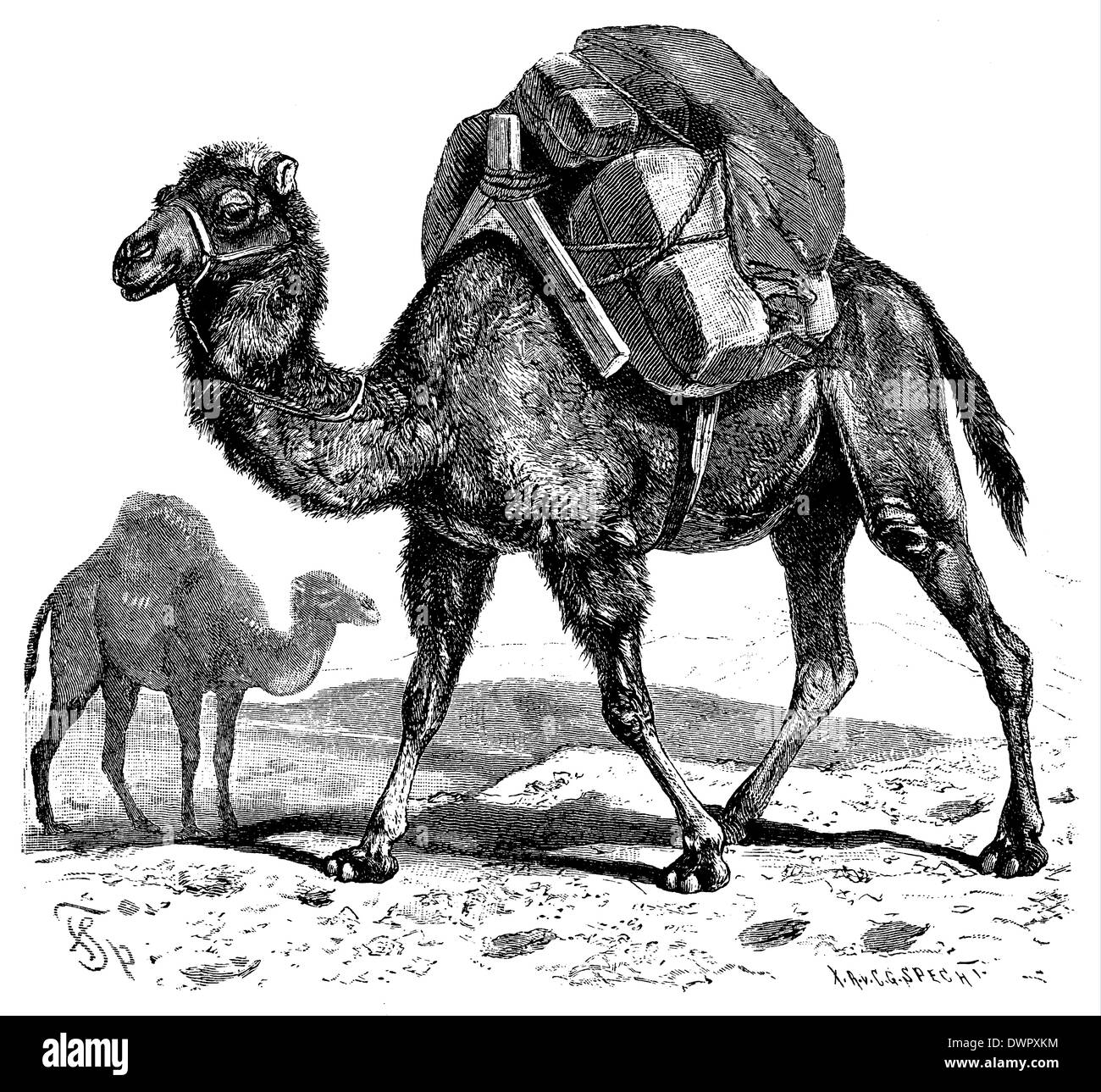 Camel drawing Black and White Stock Photos & Images - Alamy