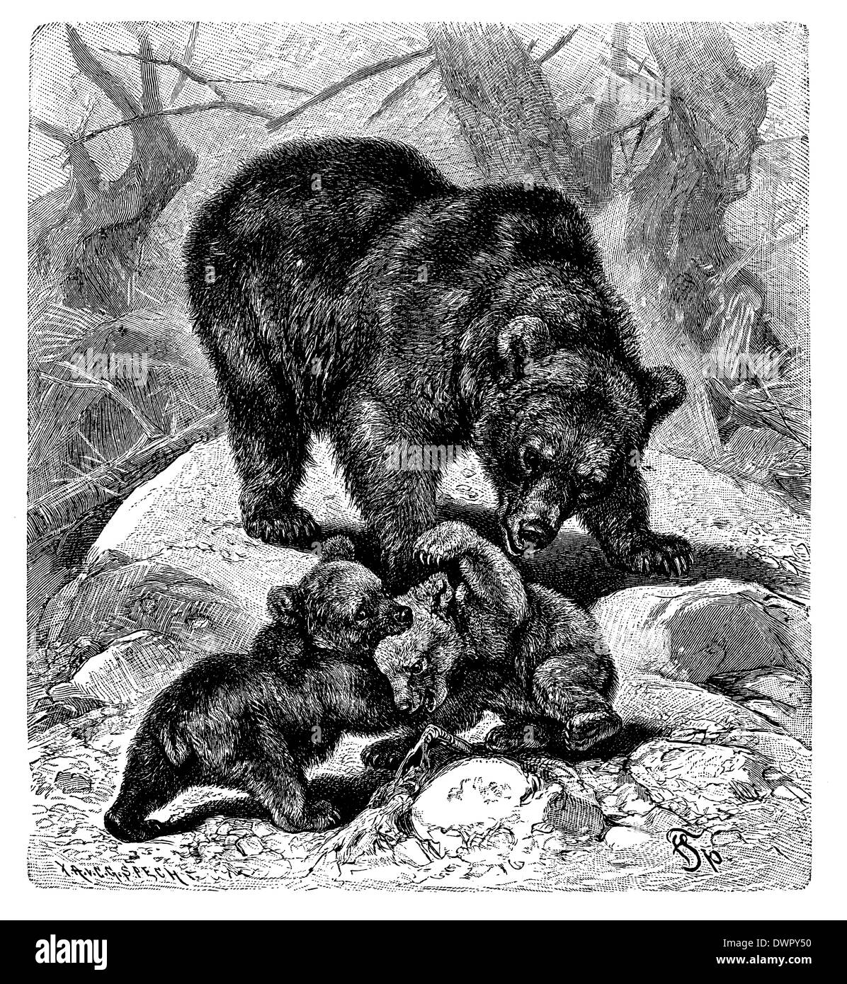 Brown bear animals mammal Cut Out Stock Images & Pictures - Alamy