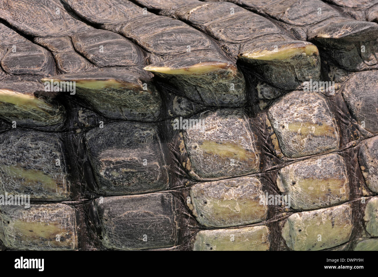 Skin of crocodile hi-res stock photography and images - Alamy
