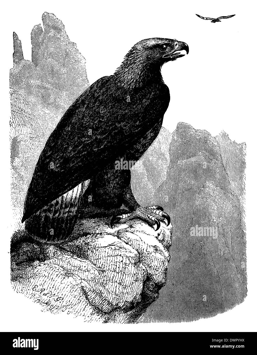 Historic eagle illustration Cut Out Stock Images & Pictures - Alamy