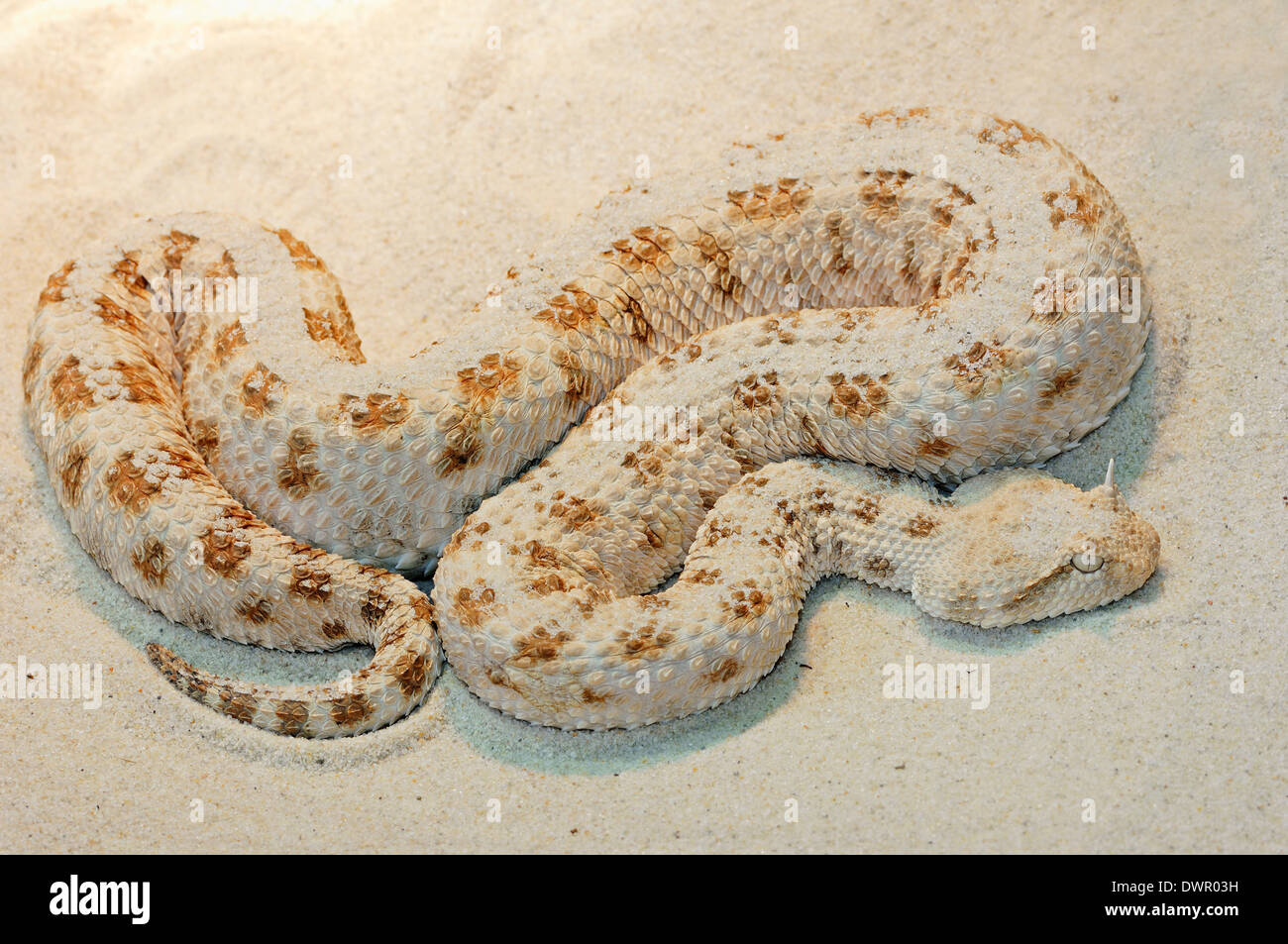Desert Horned Viper Attack