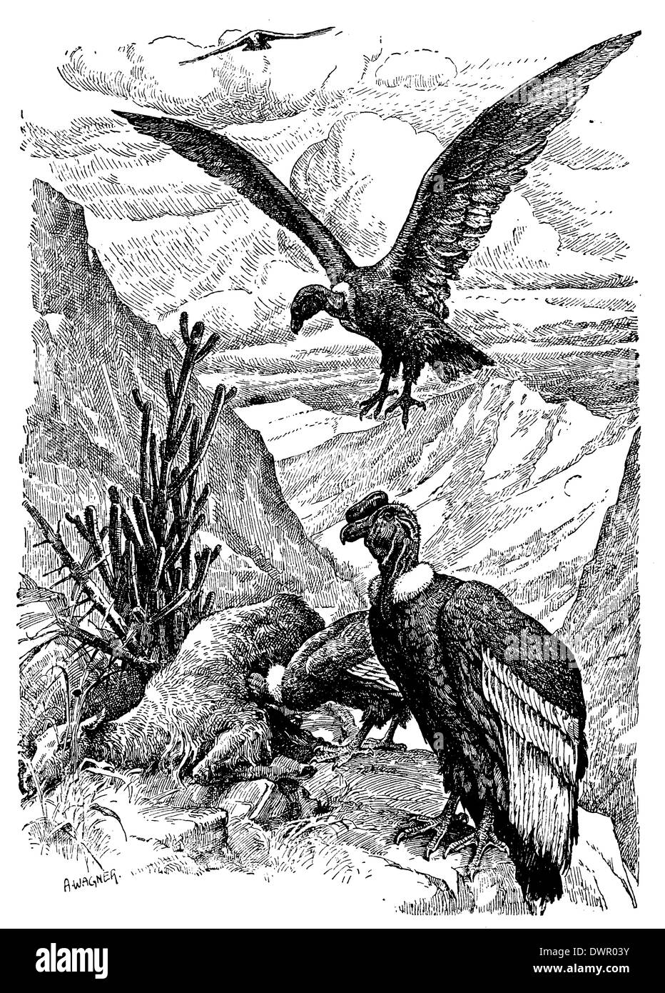 Condor drawing hi-res stock photography and images - Alamy