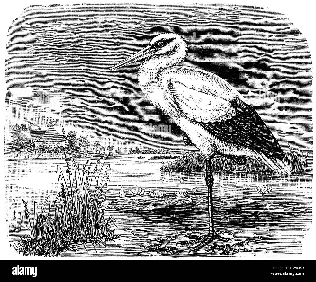 Stork drawing hi-res stock photography and images - Alamy