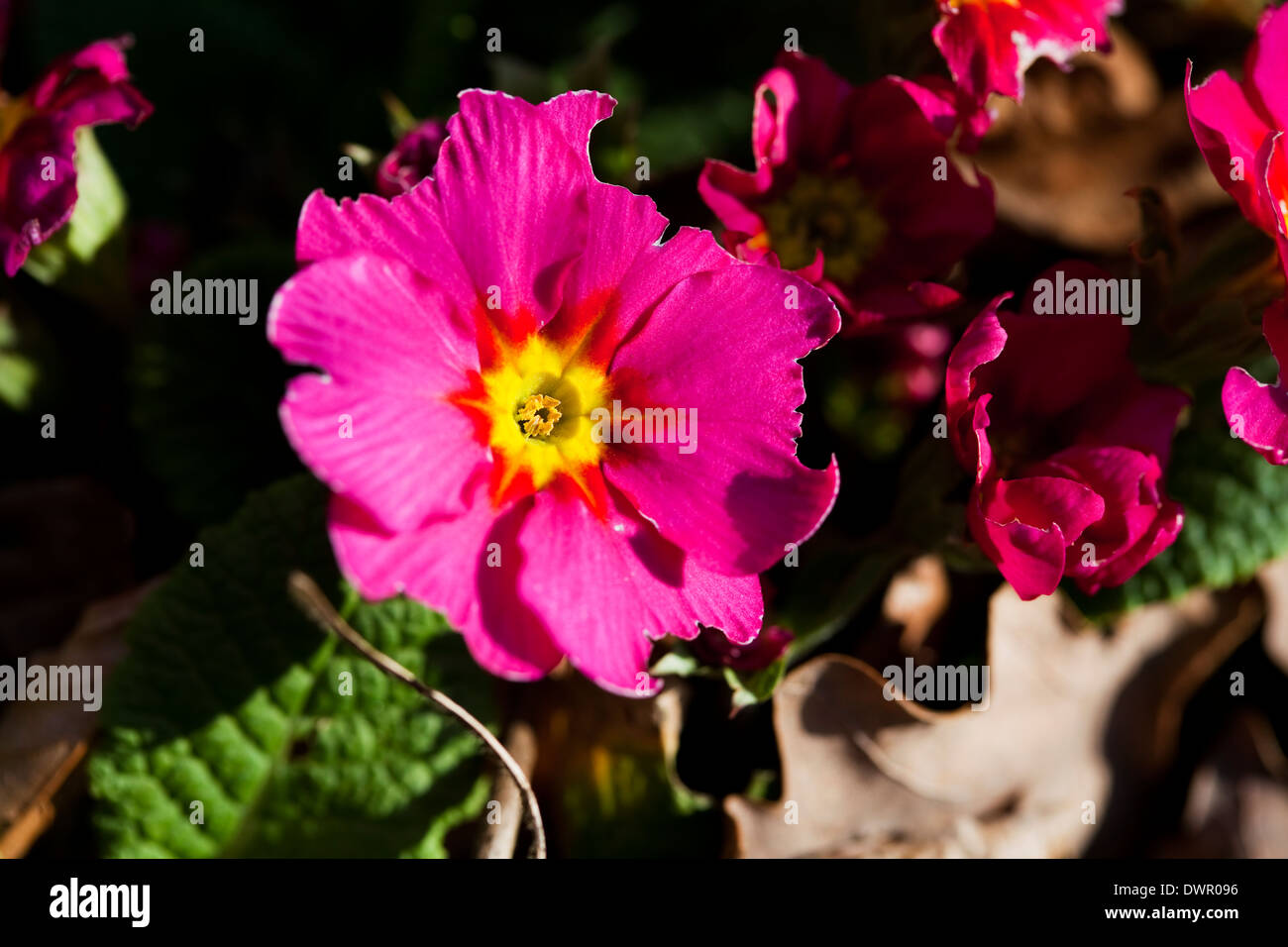 Pink primrose in Spring, England, UK Stock Photo - Alamy