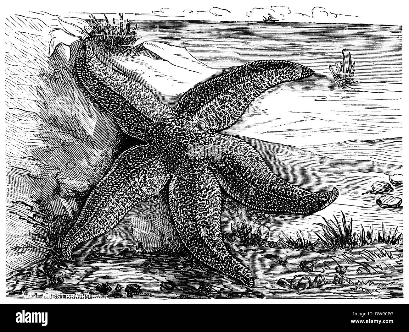 Starfish drawing hi-res stock photography and images - Alamy