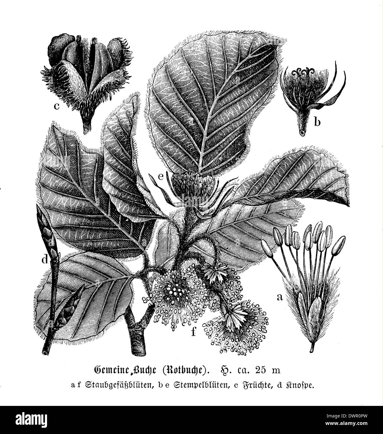 Beech botanical illustration Cut Out Stock Images & Pictures - Alamy