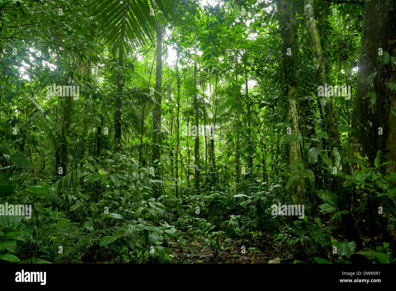 Tropical Rainforest Landscape, Amazon Stock Photo - Alamy