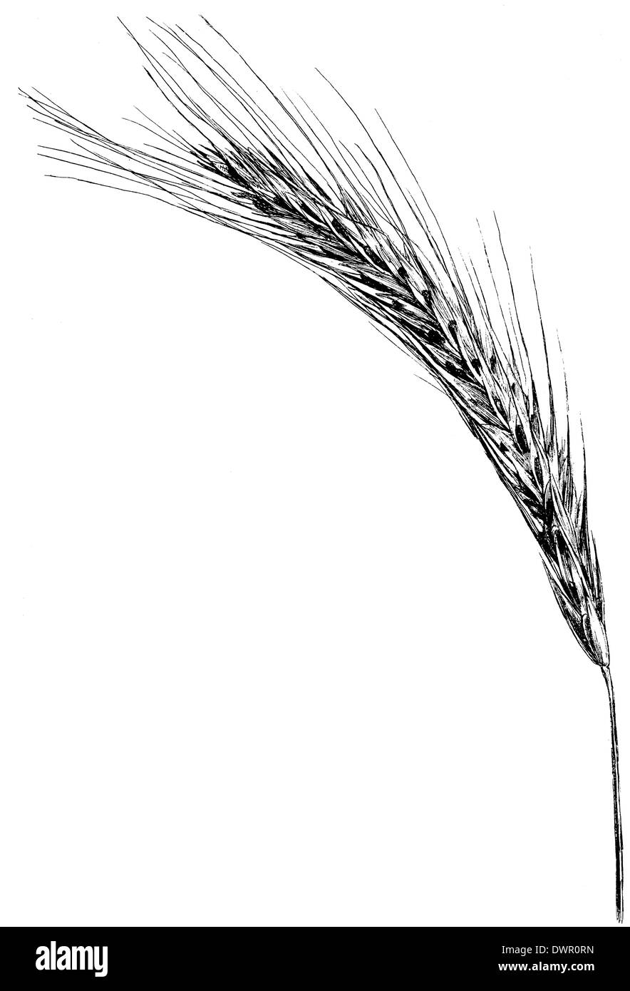 Secale cereale var vulgare Black and White Stock Photos & Images - Alamy