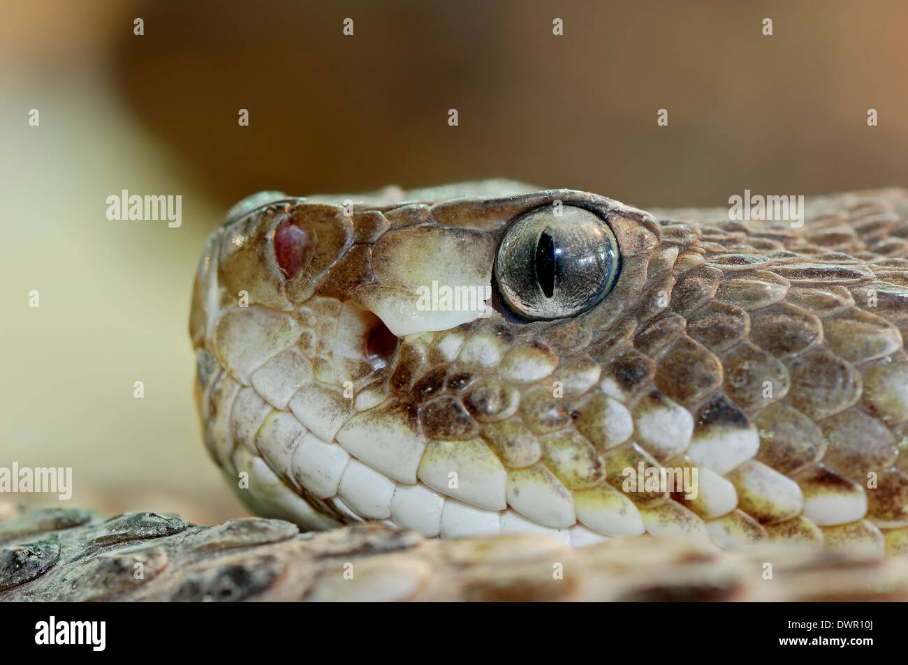 Mexican West Coast Rattlesnake, Mexican Green Rattler or Basilisk ...