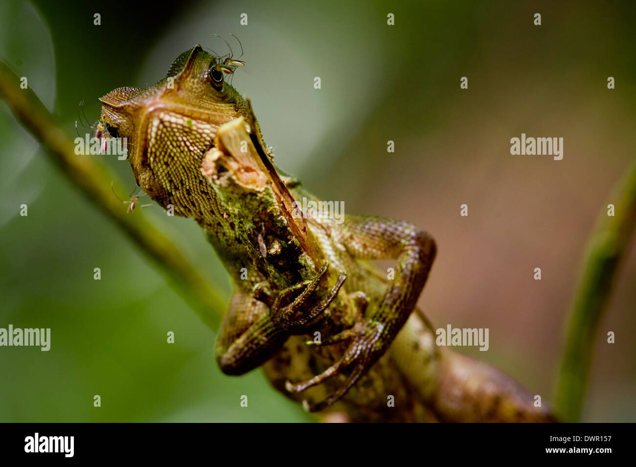 lizard on tree Stock Photo - Alamy