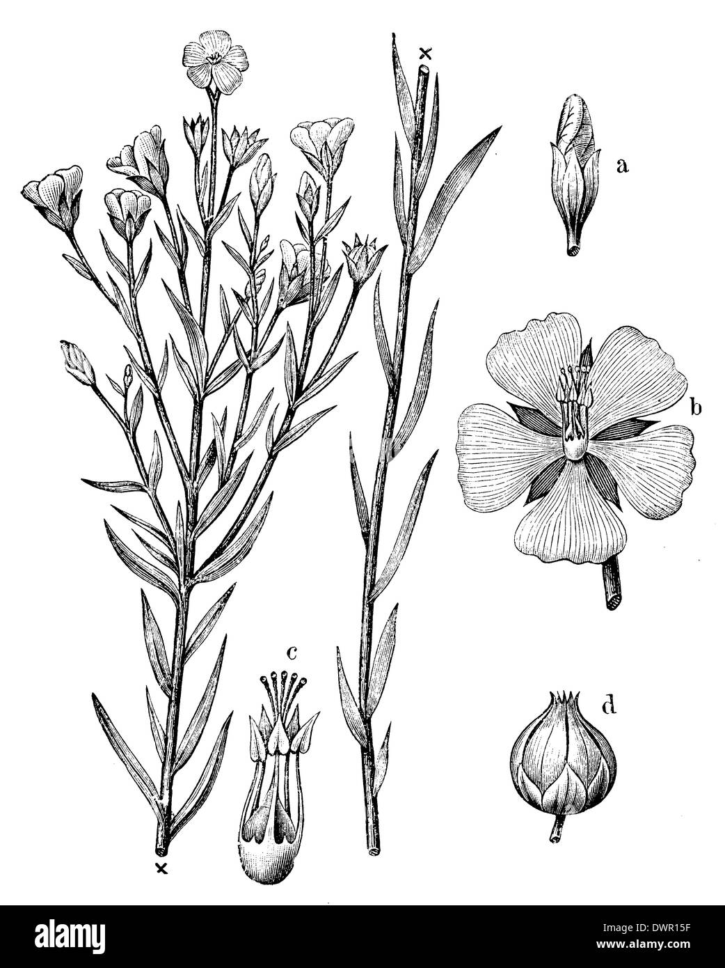 Linum usitatissimum illustration hi-res stock photography and images ...