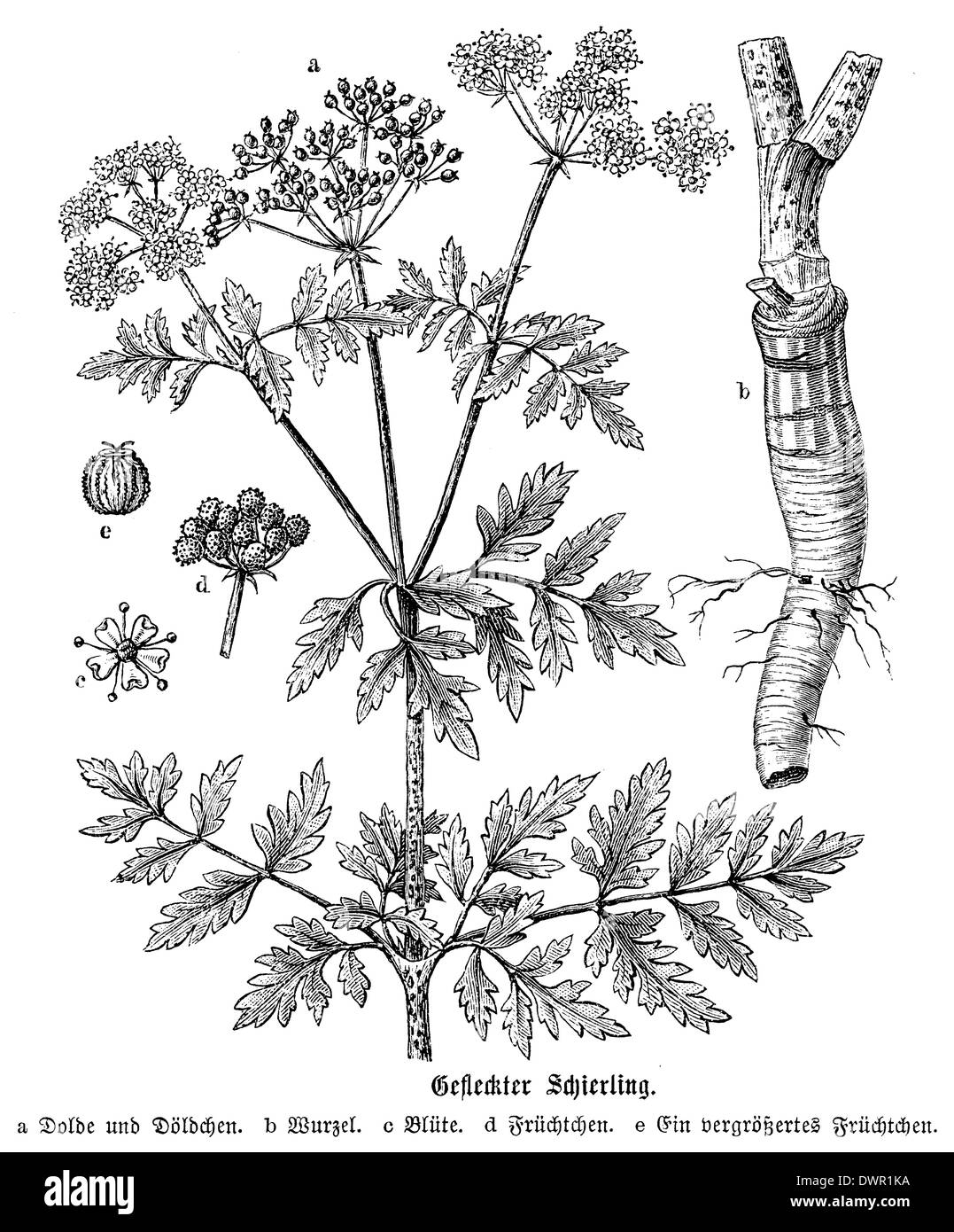 Botanical illustration hemlock hi-res stock photography and images - Alamy