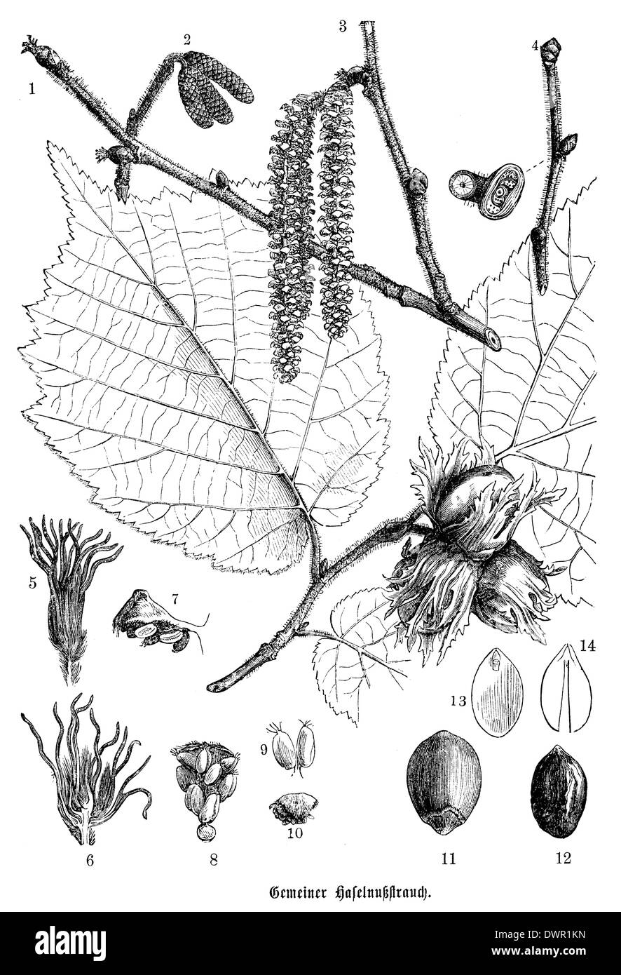 Hazelnut Tree Drawing