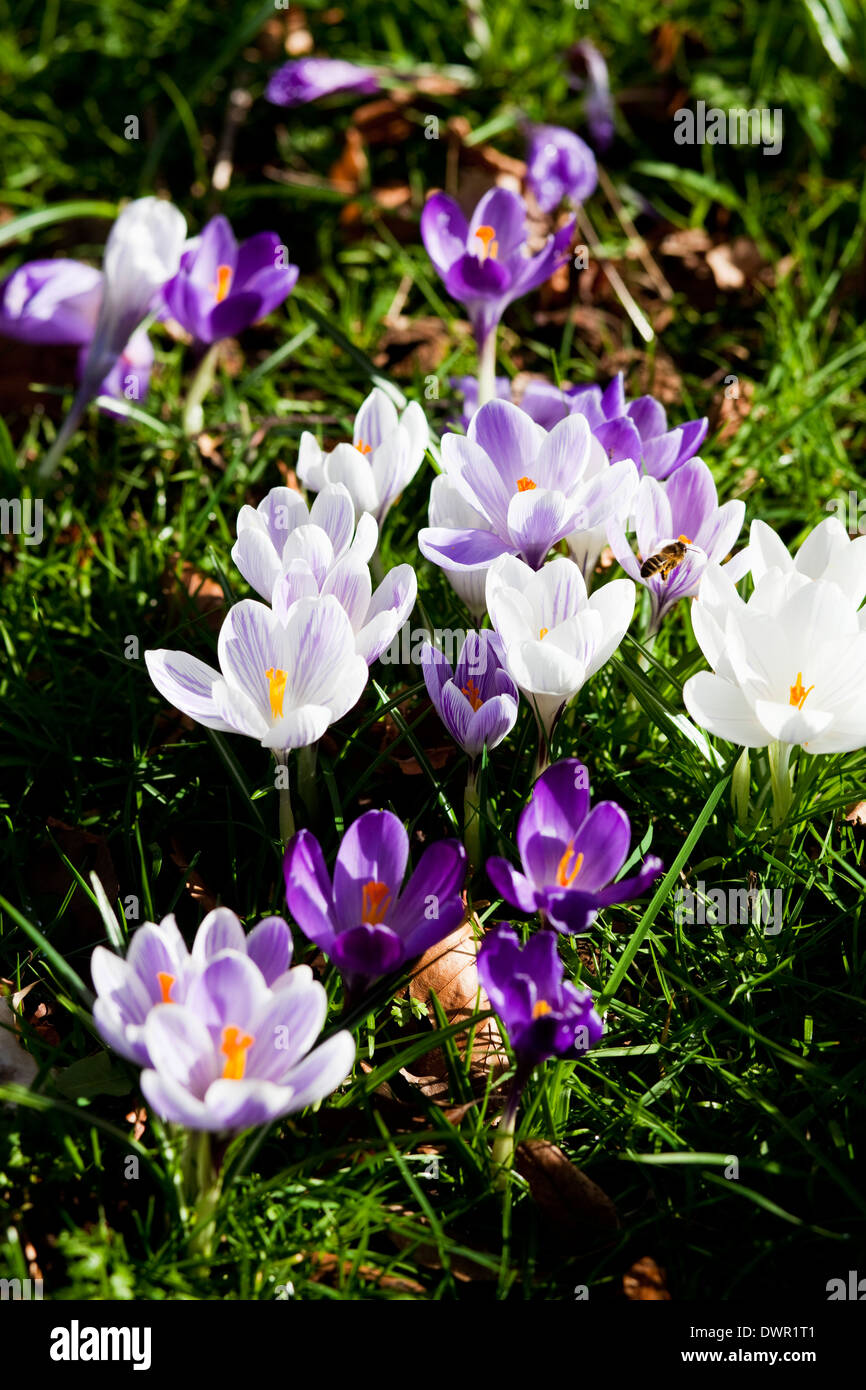 Crocus in spring time in English Garden Stock Photo - Alamy