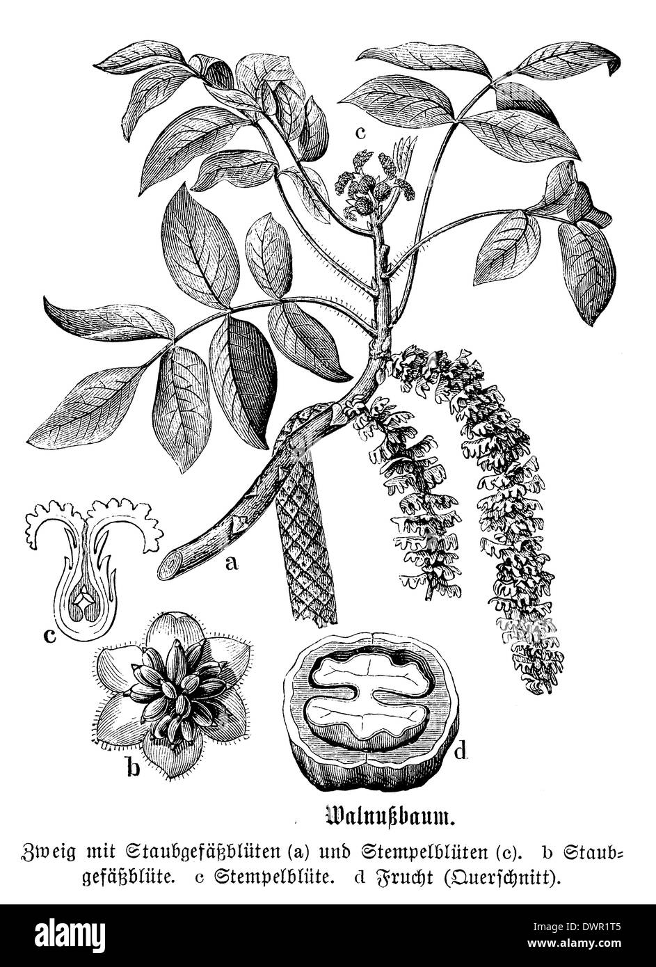 White walnut tree hi-res stock photography and images - Alamy