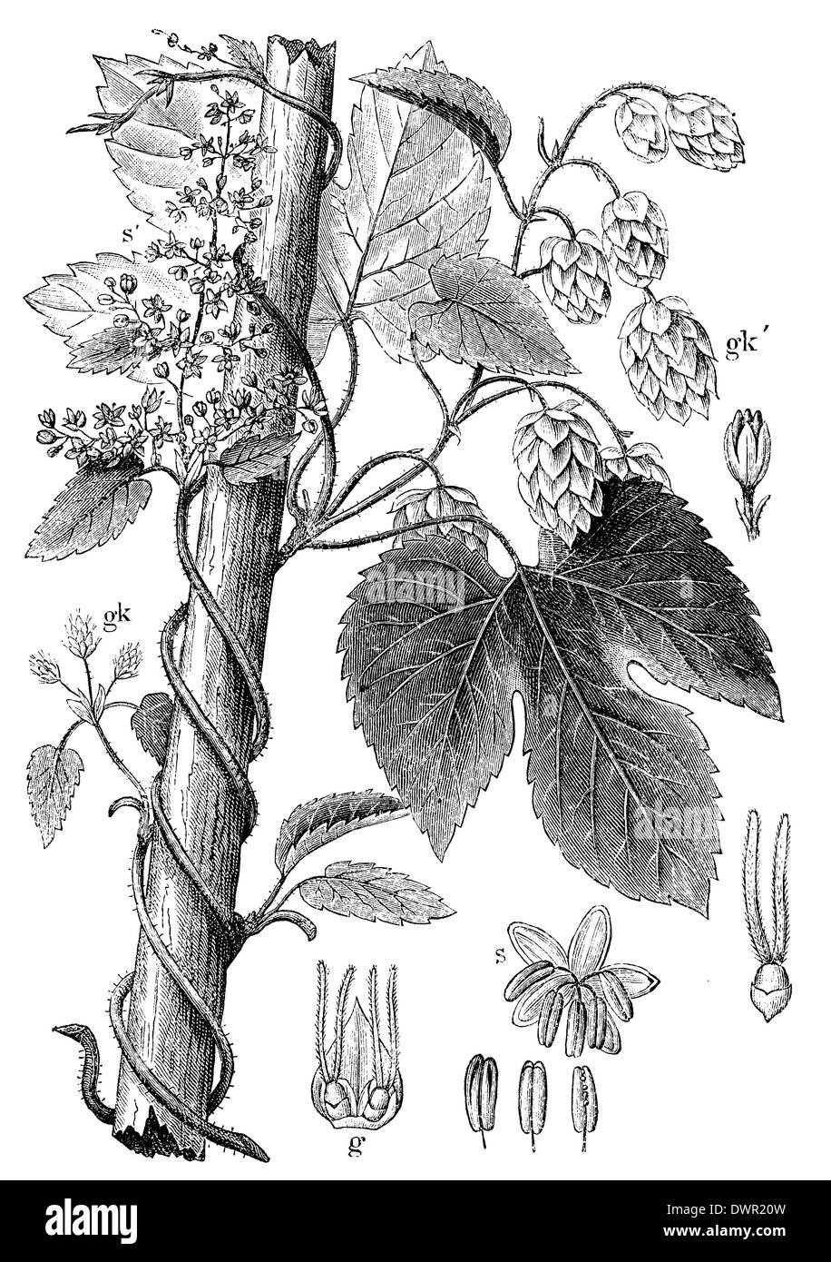 Humulus lupulus botanical illustration hi-res stock photography and ...