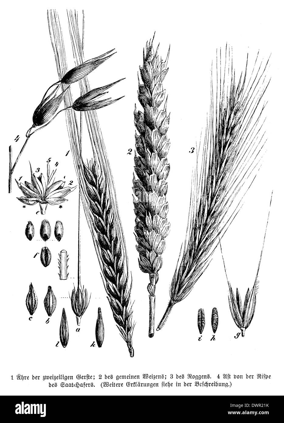 Botanical illustration grasses hi-res stock photography and images - Alamy