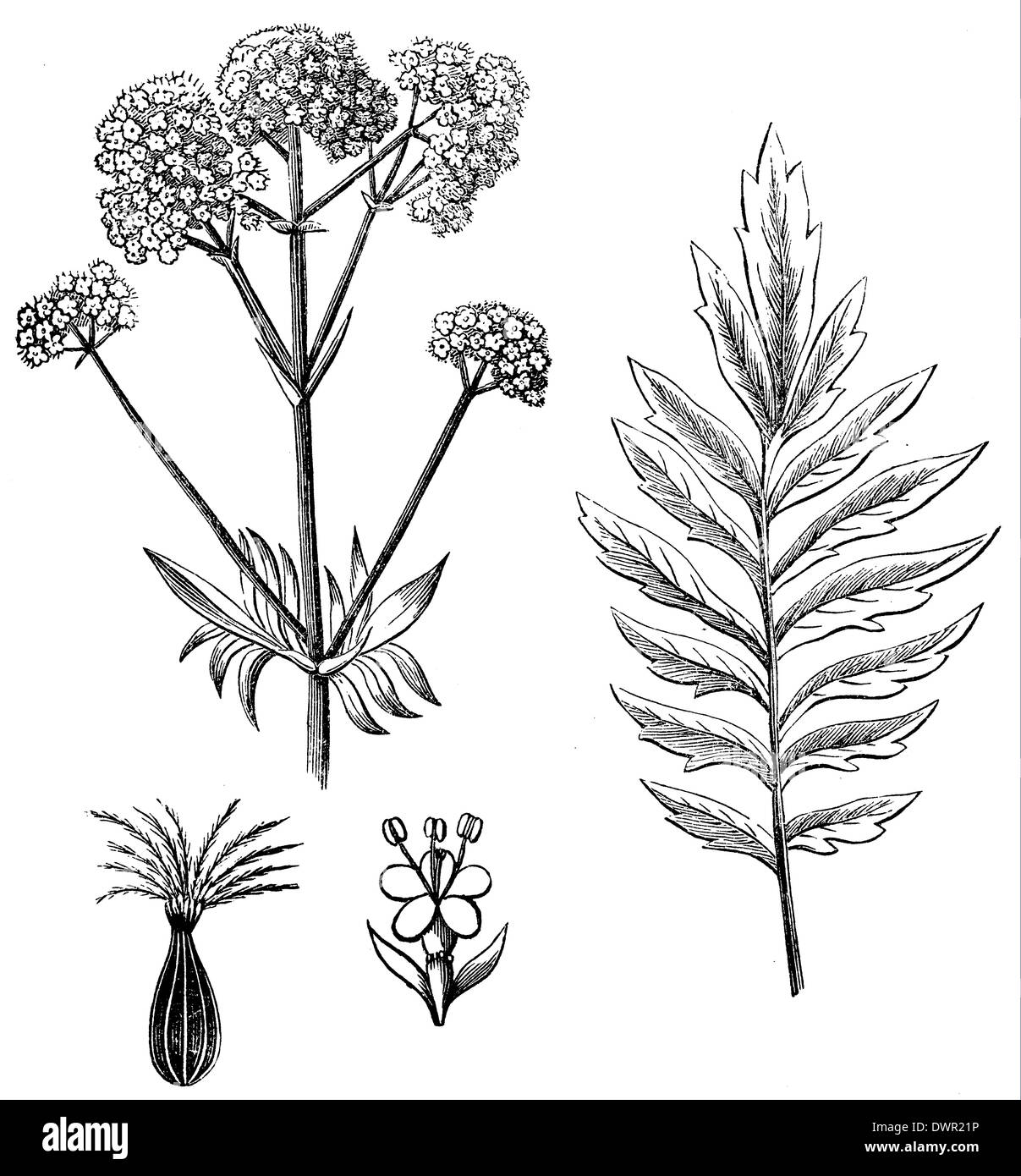 Illustration plant valerian valeriana officinalis hi-res stock ...