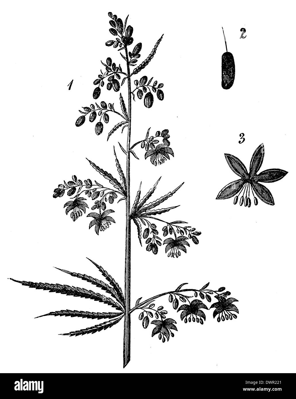 Hemp Plants Black and White Stock Photos & Images - Alamy