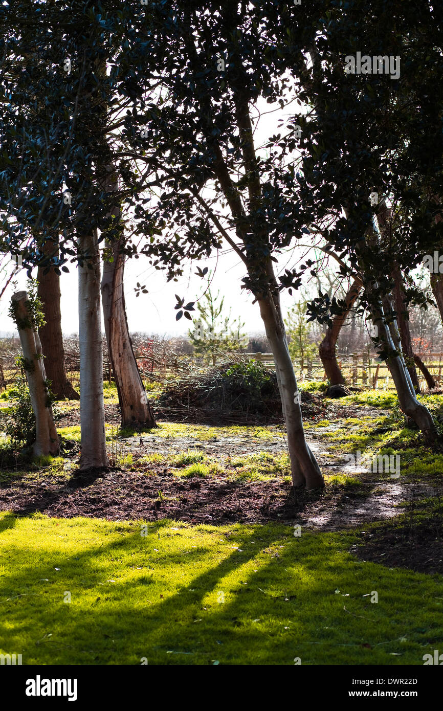 Late afternoon sun through trees in an English garden with a laid ...