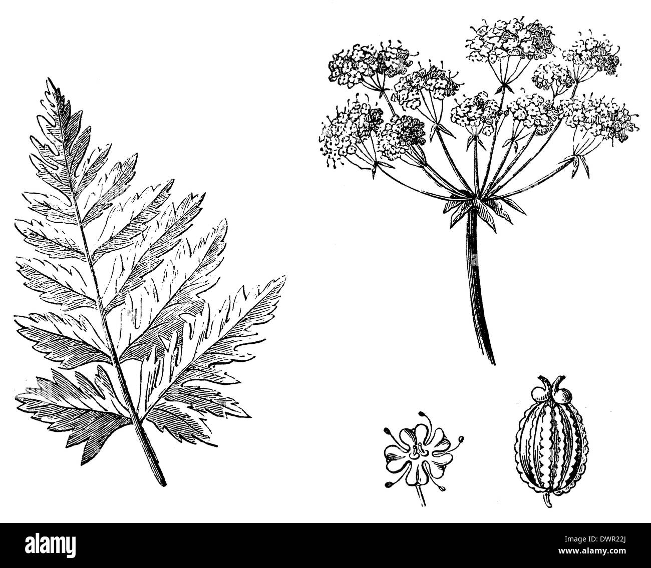 Botanical illustration hemlock Cut Out Stock Images & Pictures - Alamy