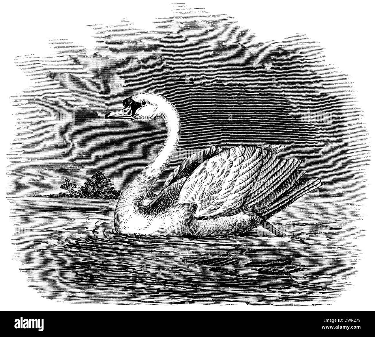 Swan Drawing High Resolution Stock Photography and Images - Alamy