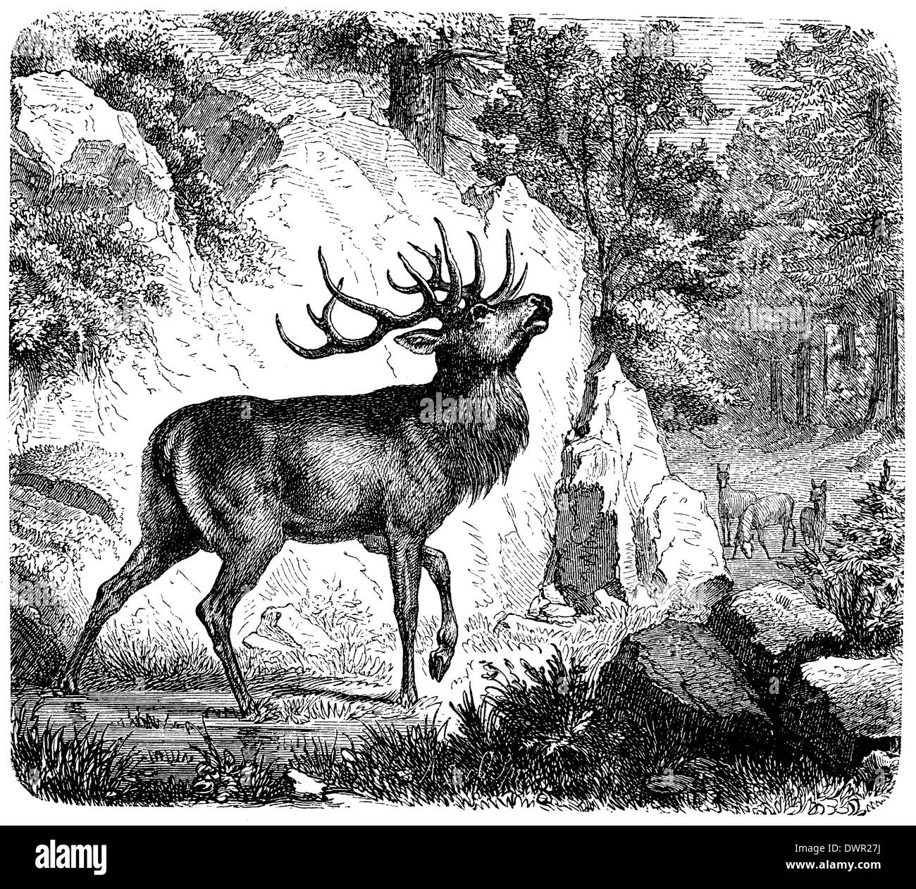 Belling hi-res stock photography and images - Alamy