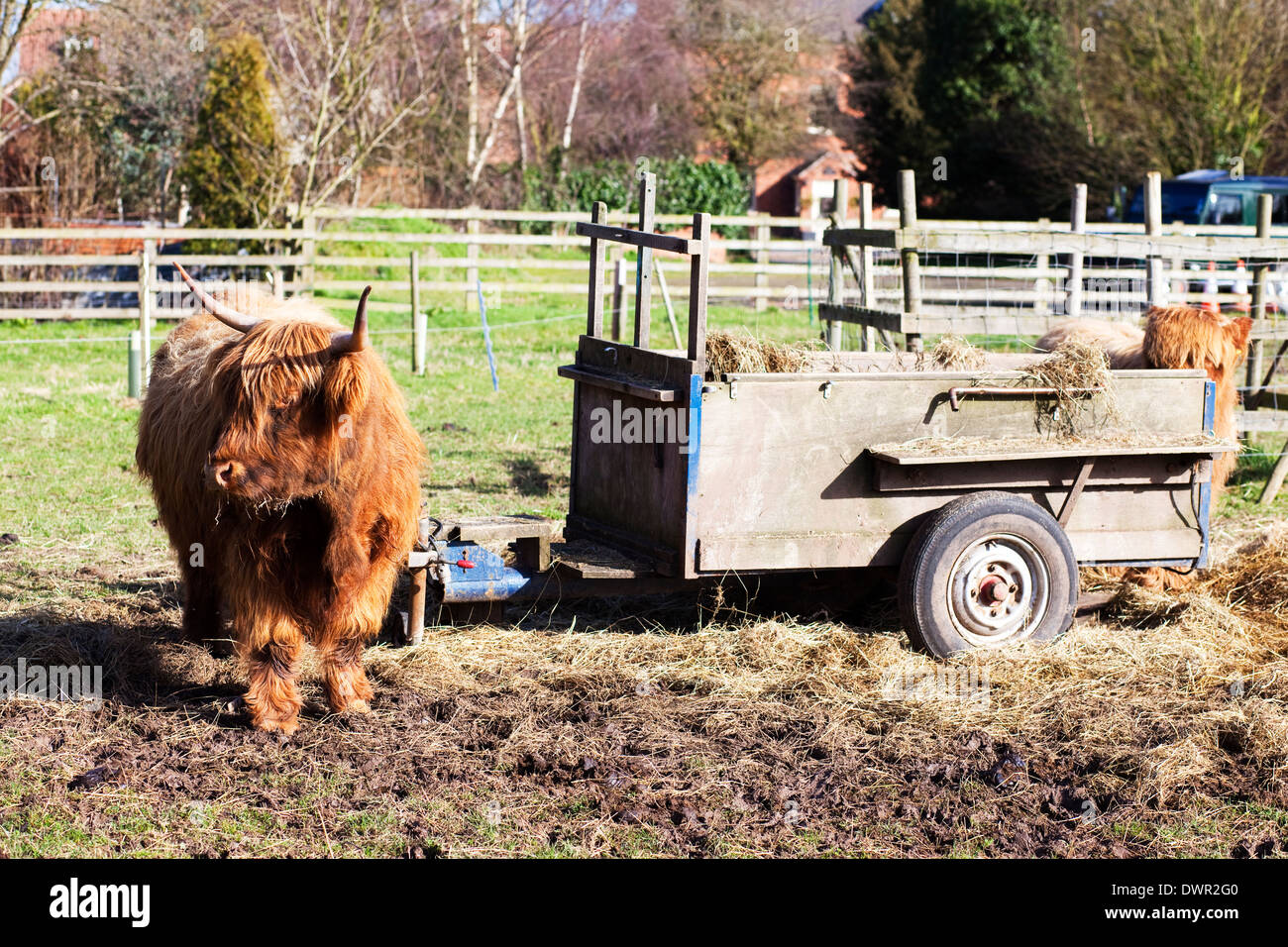 Highland cattle in field hi-res stock photography and images - Alamy