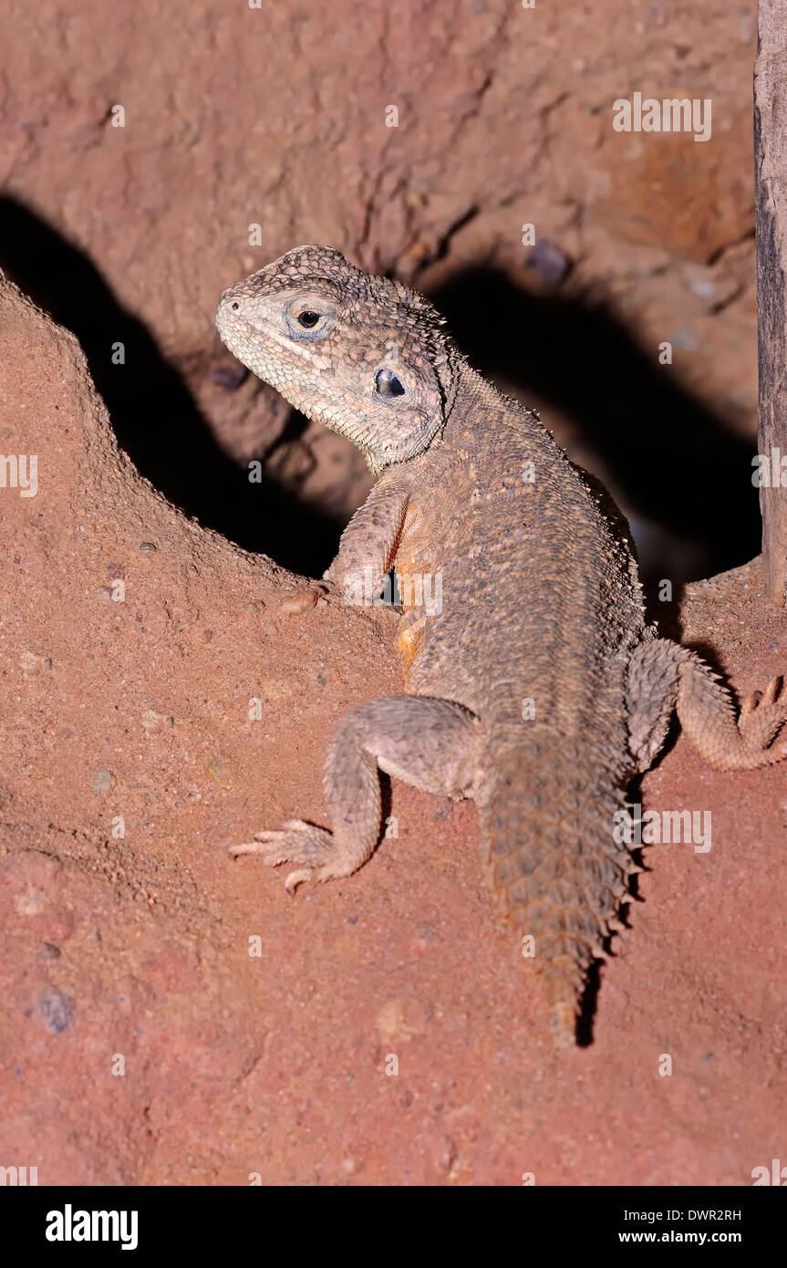 Shield tailed dwarf agama hi-res stock photography and images - Alamy